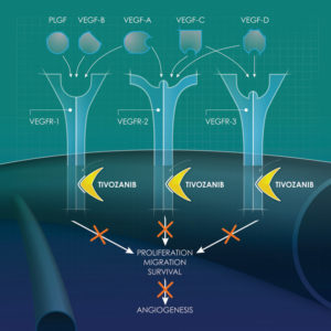 Tivozanib | Aveo Oncology